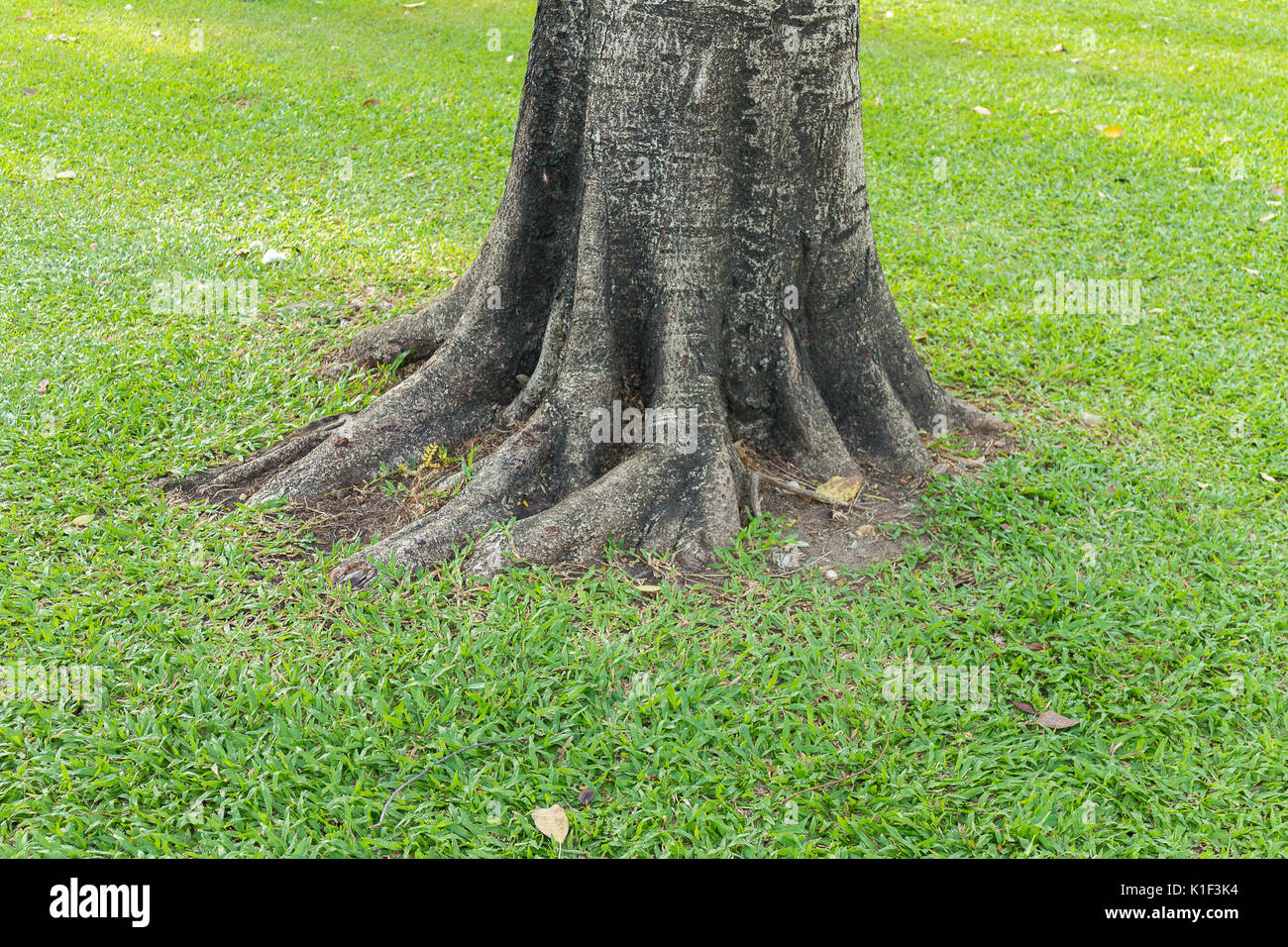 Close up of gnarled tree roots intertwined Stock Photo - Alamy