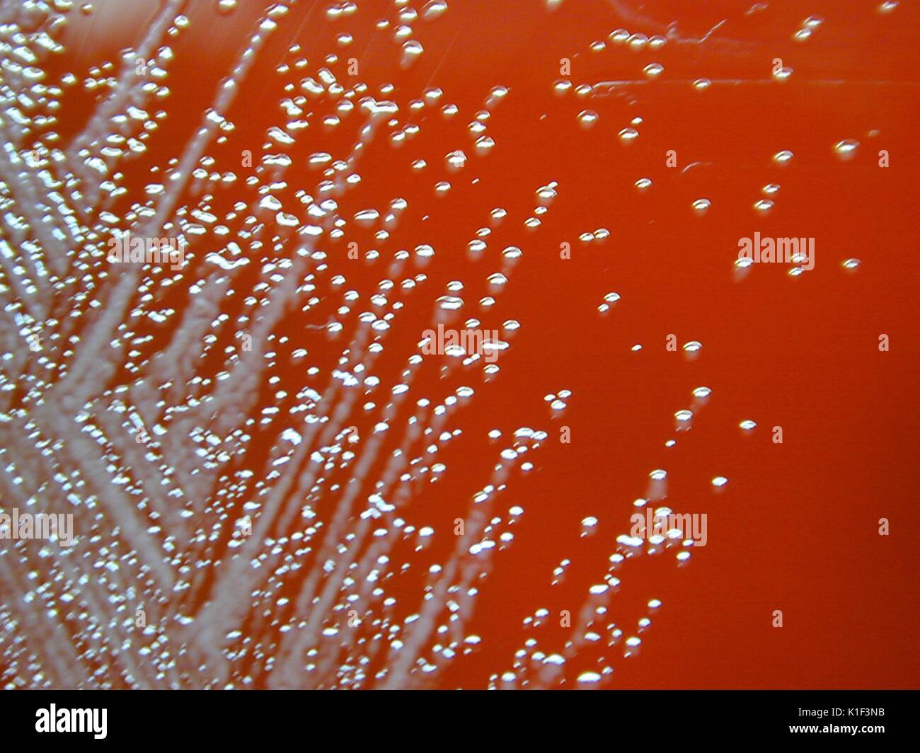 Burkholderia pseudomallei grown on sheep blood agar for 24 hours ...