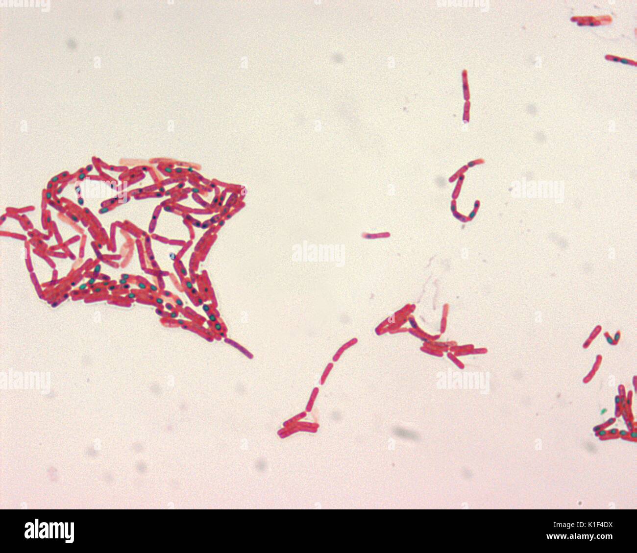 Bacillus subtilis hi-res stock photography and images - Alamy