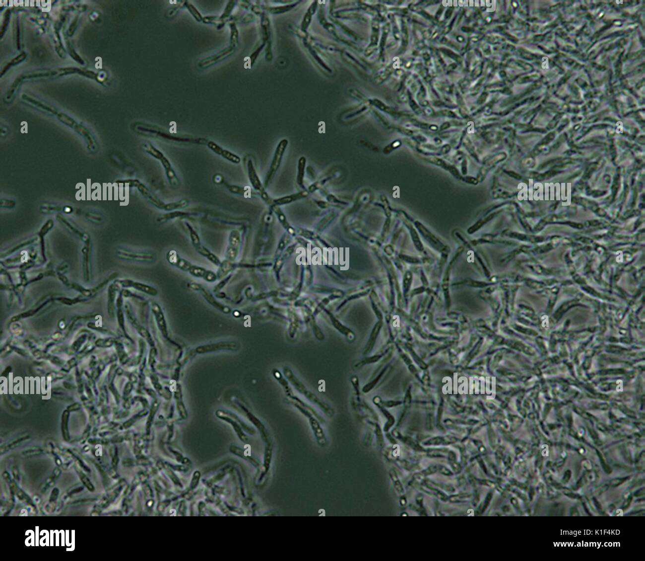Phase contrast microscopy hi-res stock photography and images - Alamy