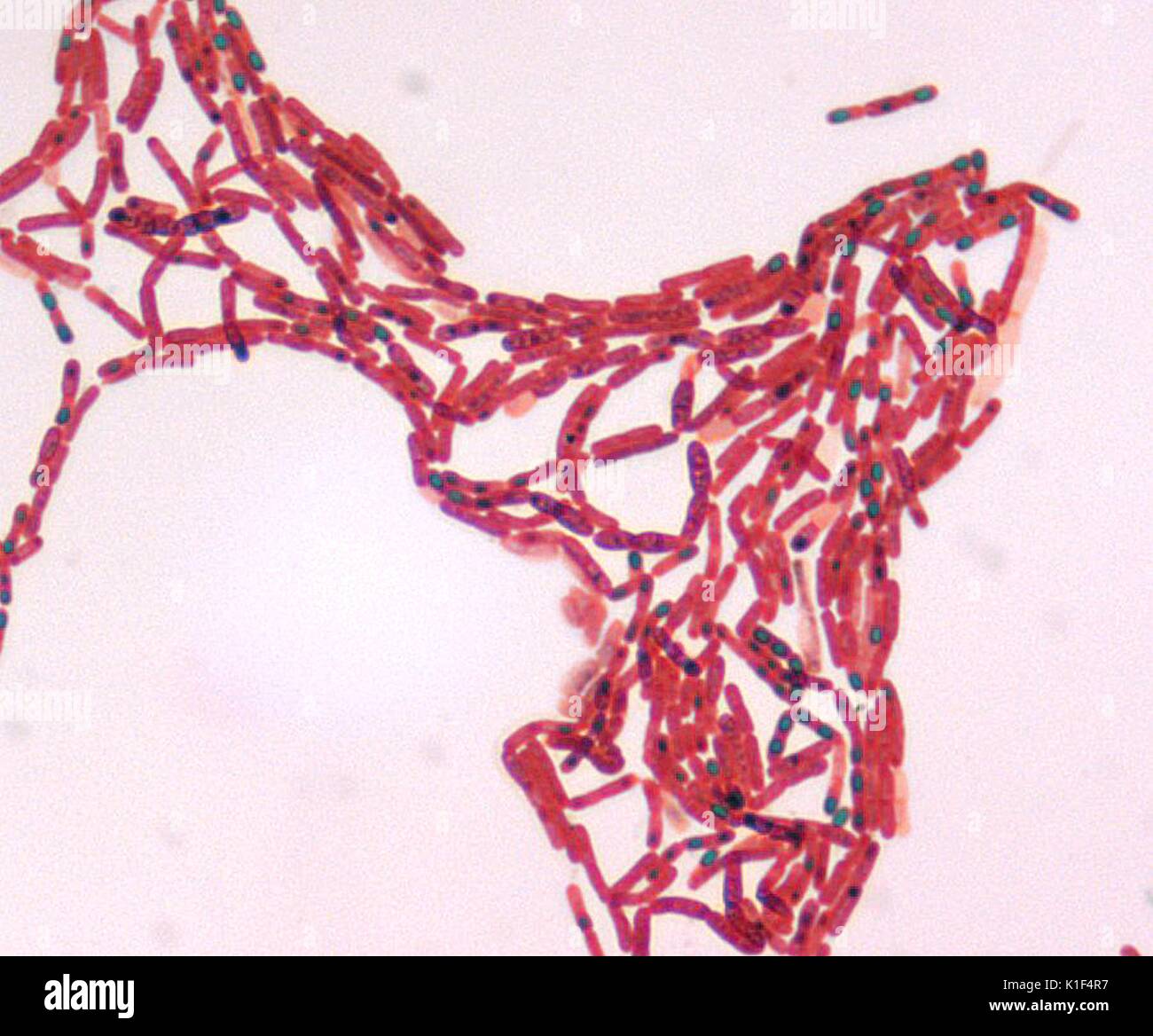 Bacillus Subtilis Gram Stain 1000x