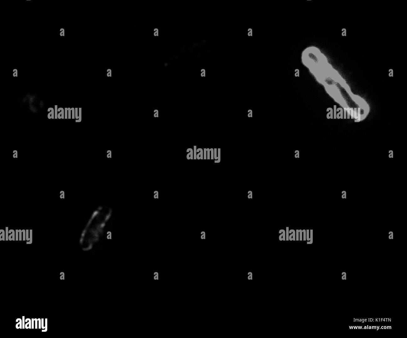Bacillus subtilis 1000x hi-res stock photography and images - Alamy