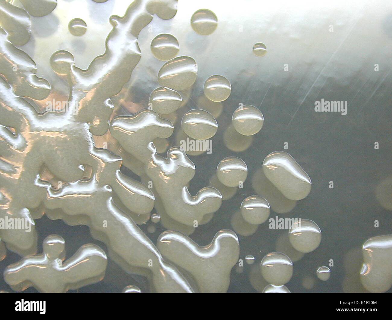 Bacillus anthracis capsule production on bicarbonate agar medium ...