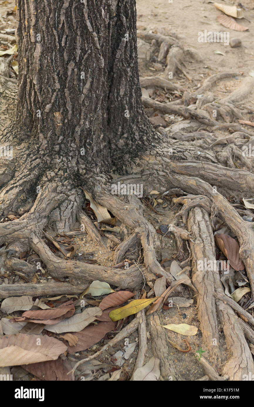 Close up of gnarled tree roots intertwined Stock Photo - Alamy