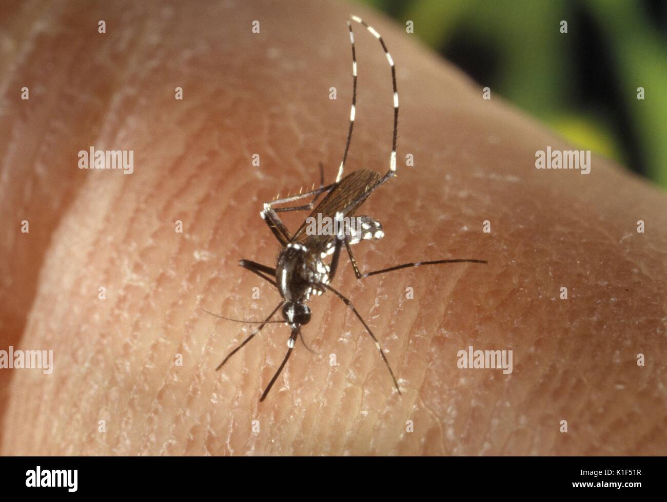 Culicine mosquitoes hi-res stock photography and images - Alamy