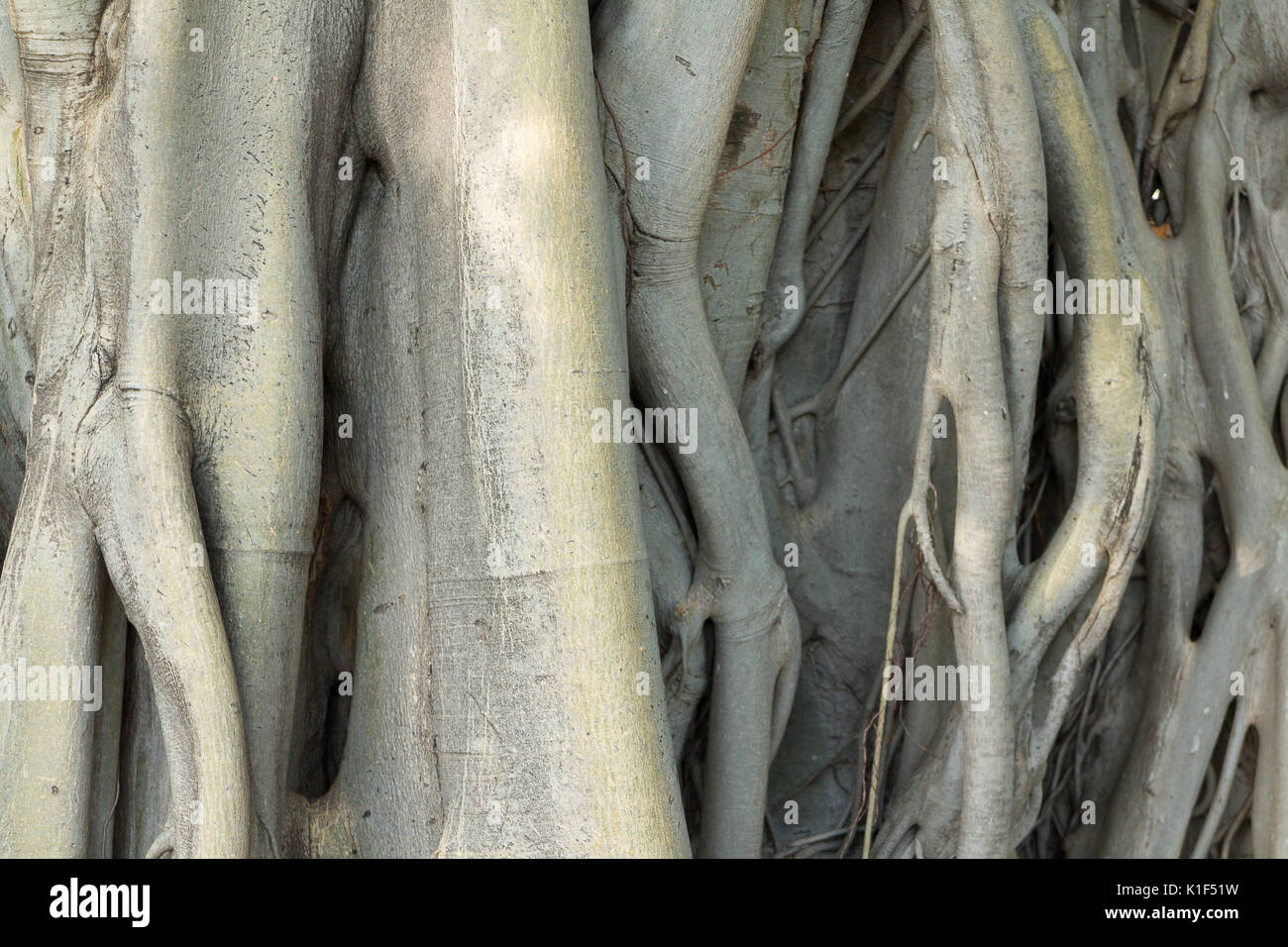 Close up of gnarled tree roots intertwined Stock Photo - Alamy