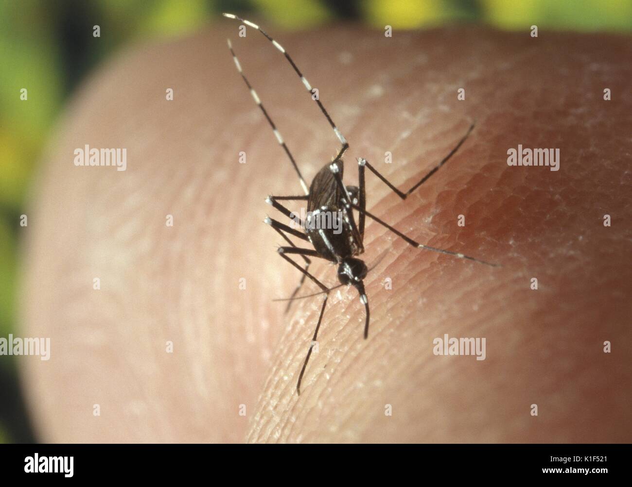 A female Aedes albopictus mosquito feeding on a human host. Under ...