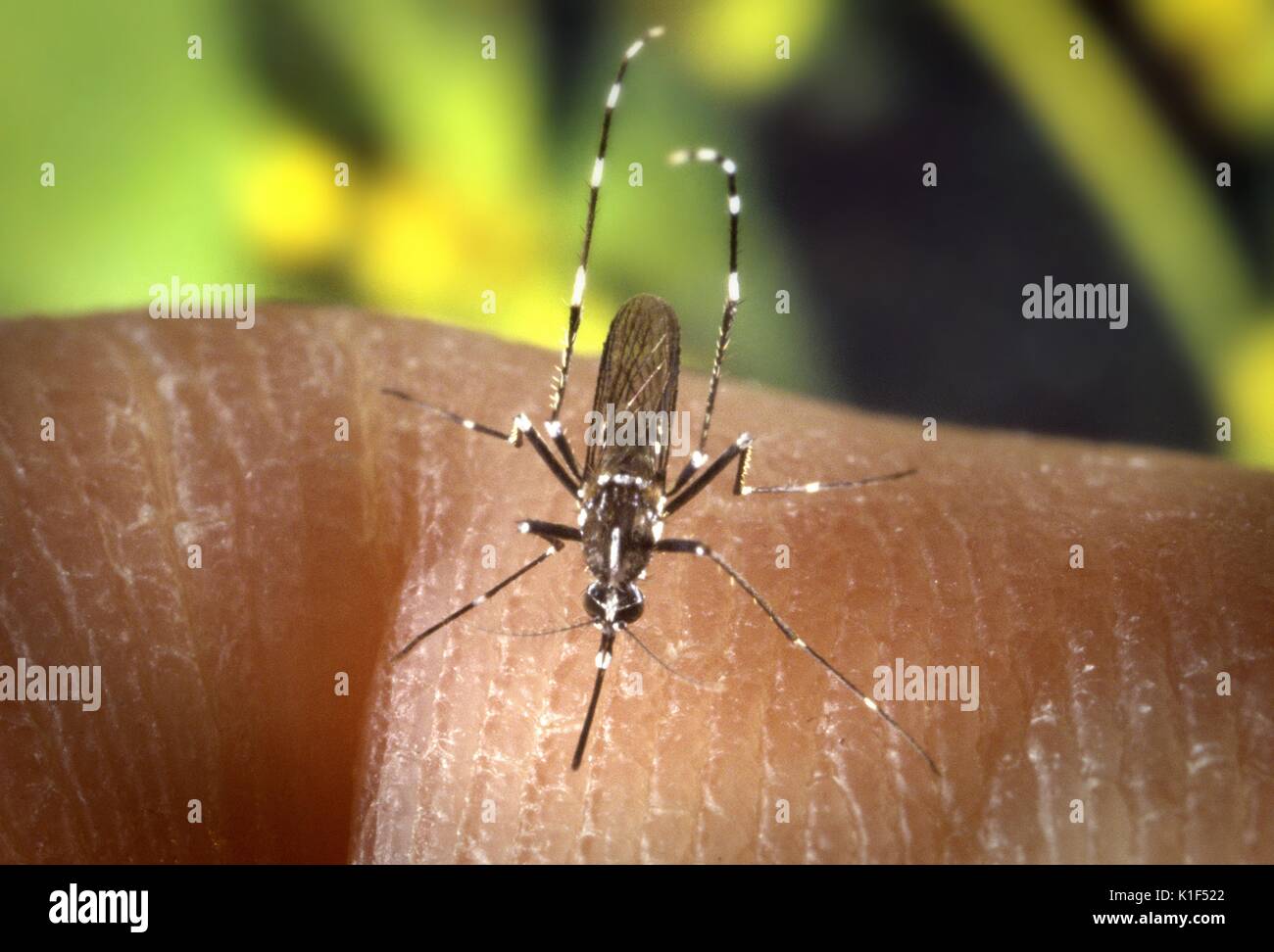 A female Aedes albopictus mosquito feeding on a human host. Under ...