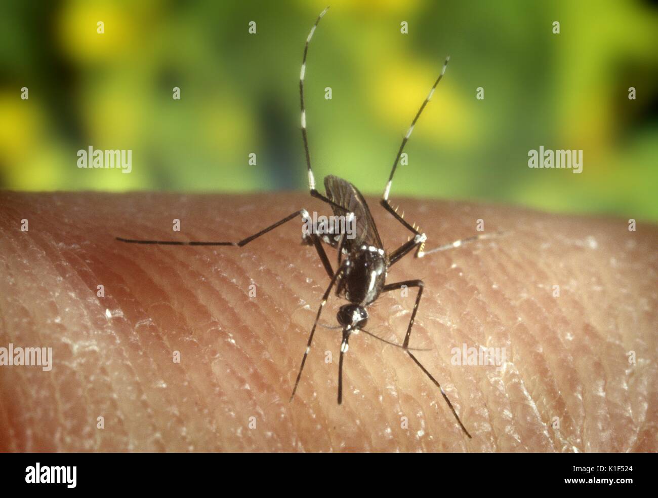 A female Aedes albopictus mosquito feeding on a human host. Under ...
