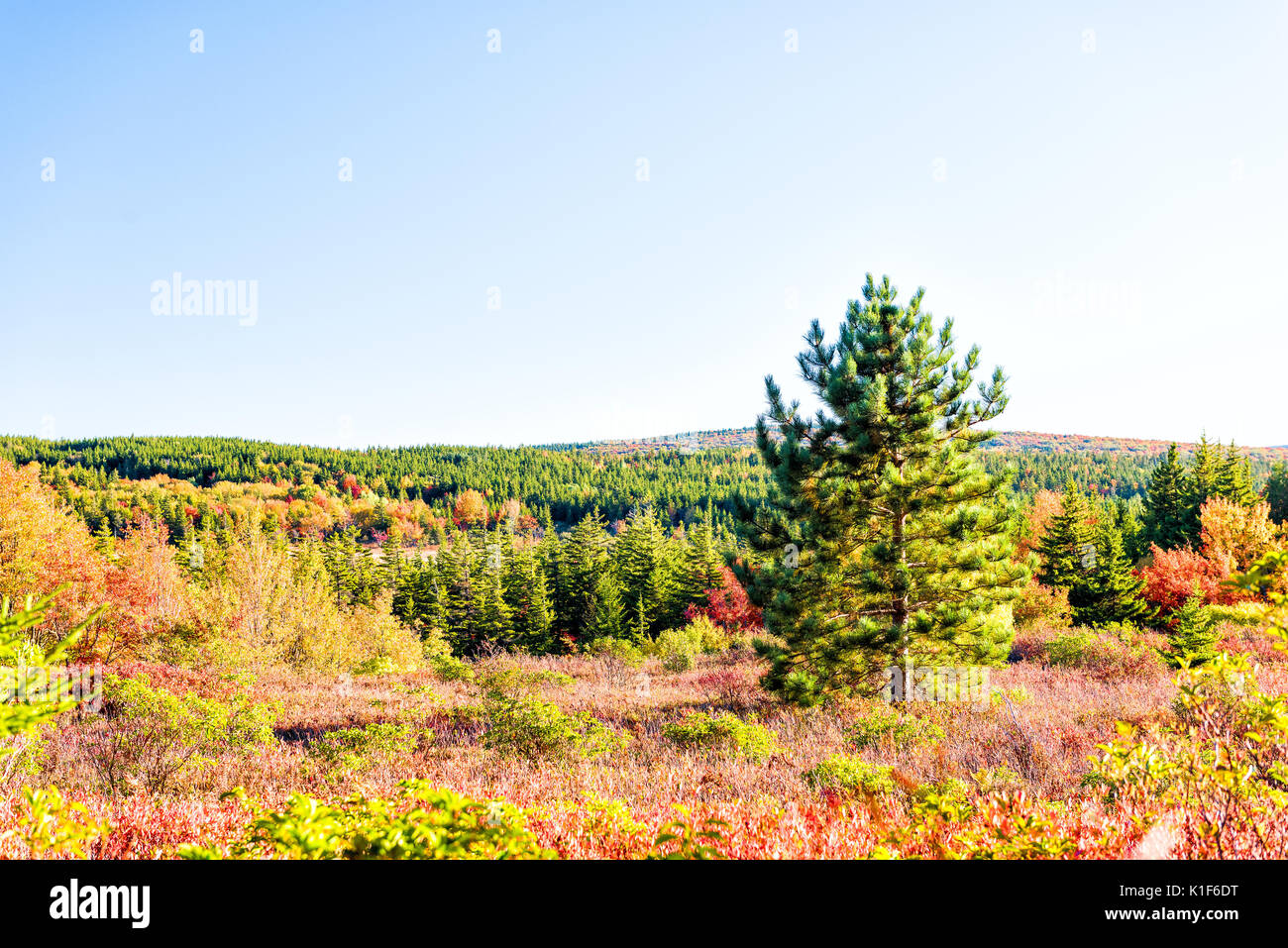 Huckleberry tree hi-res stock photography and images - Alamy