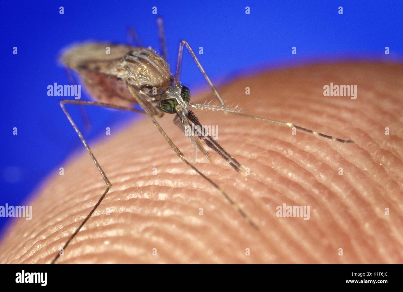 Anopheles mosquito biting hi-res stock photography and images - Alamy