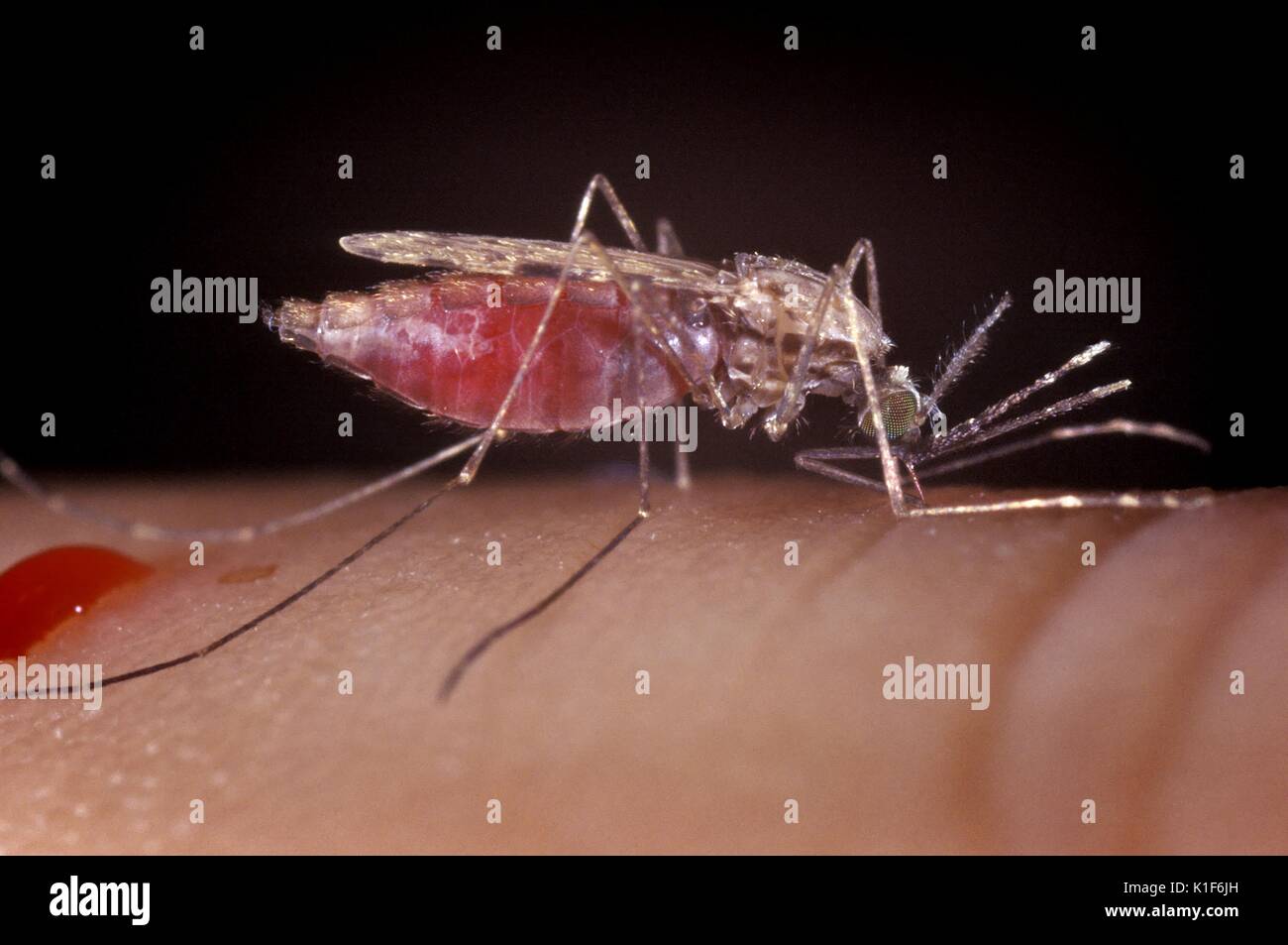 Female Anopheles Mosquito High Resolution Stock Photography and Images ...