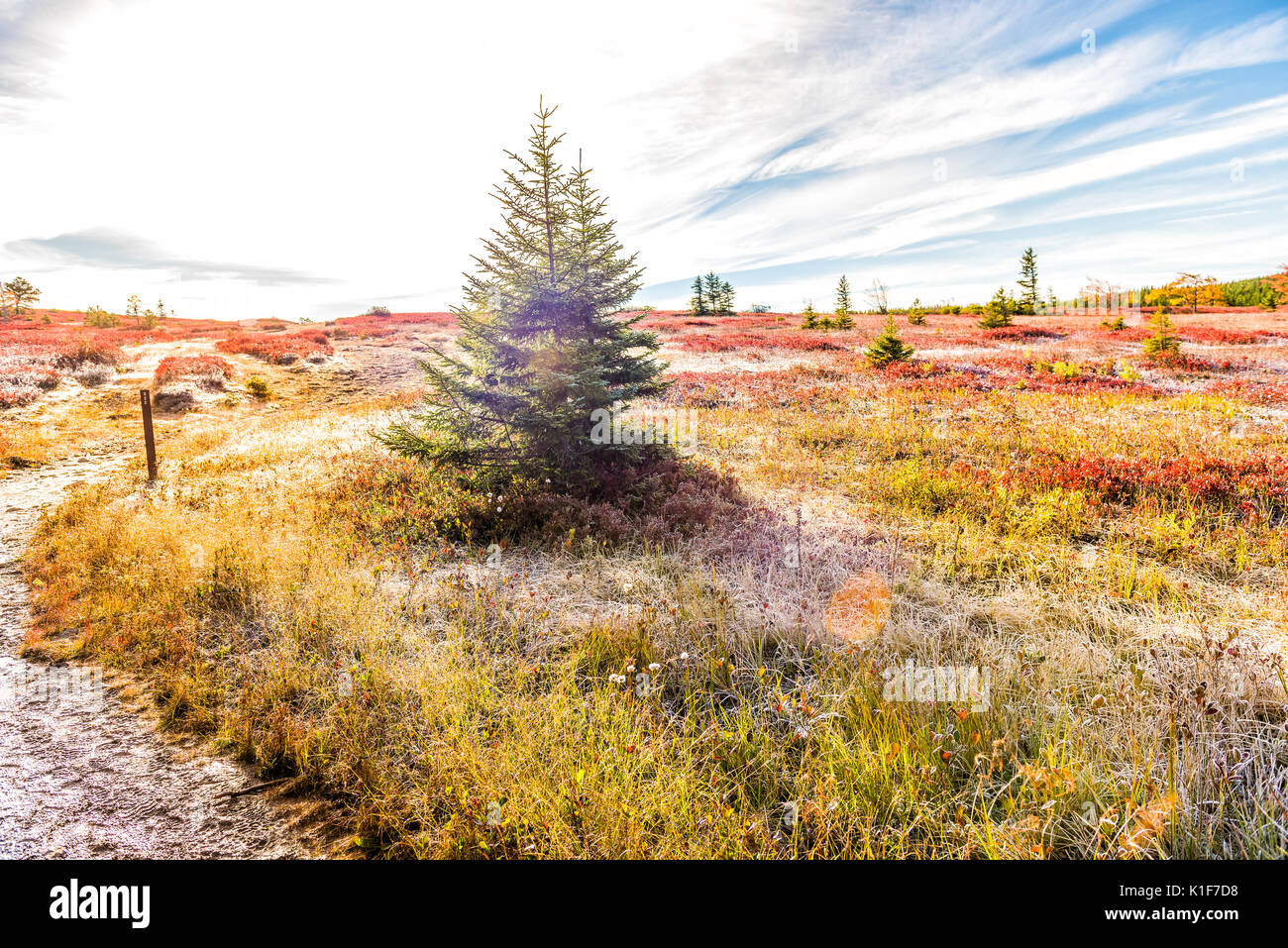Huckleberry tree hi-res stock photography and images - Alamy