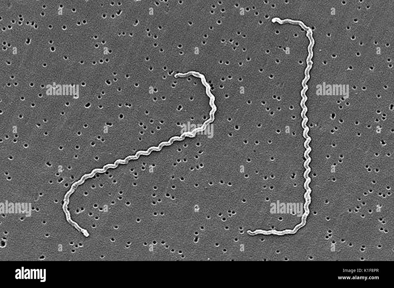 Spirochetes hi-res stock photography and images - Alamy
