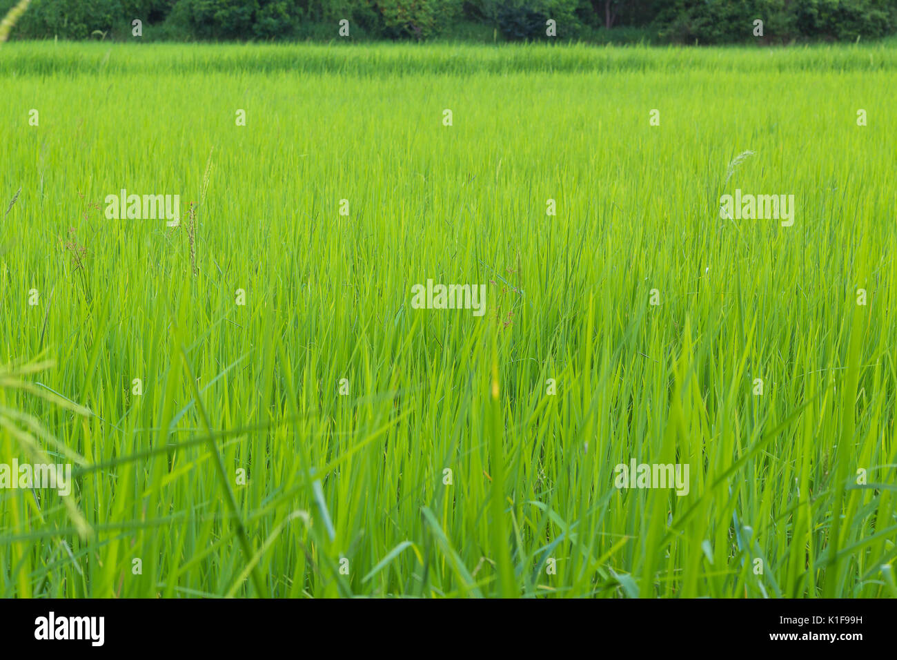 Green rice in Cultivated Agricultural Field Early Stage of Farming ...