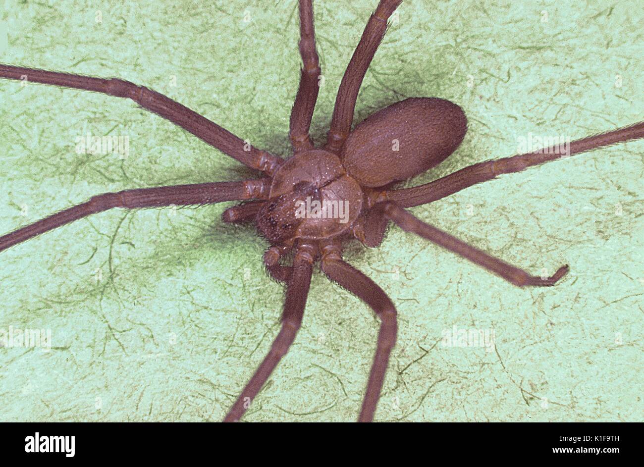 Reclusa hi-res stock photography and images - Alamy