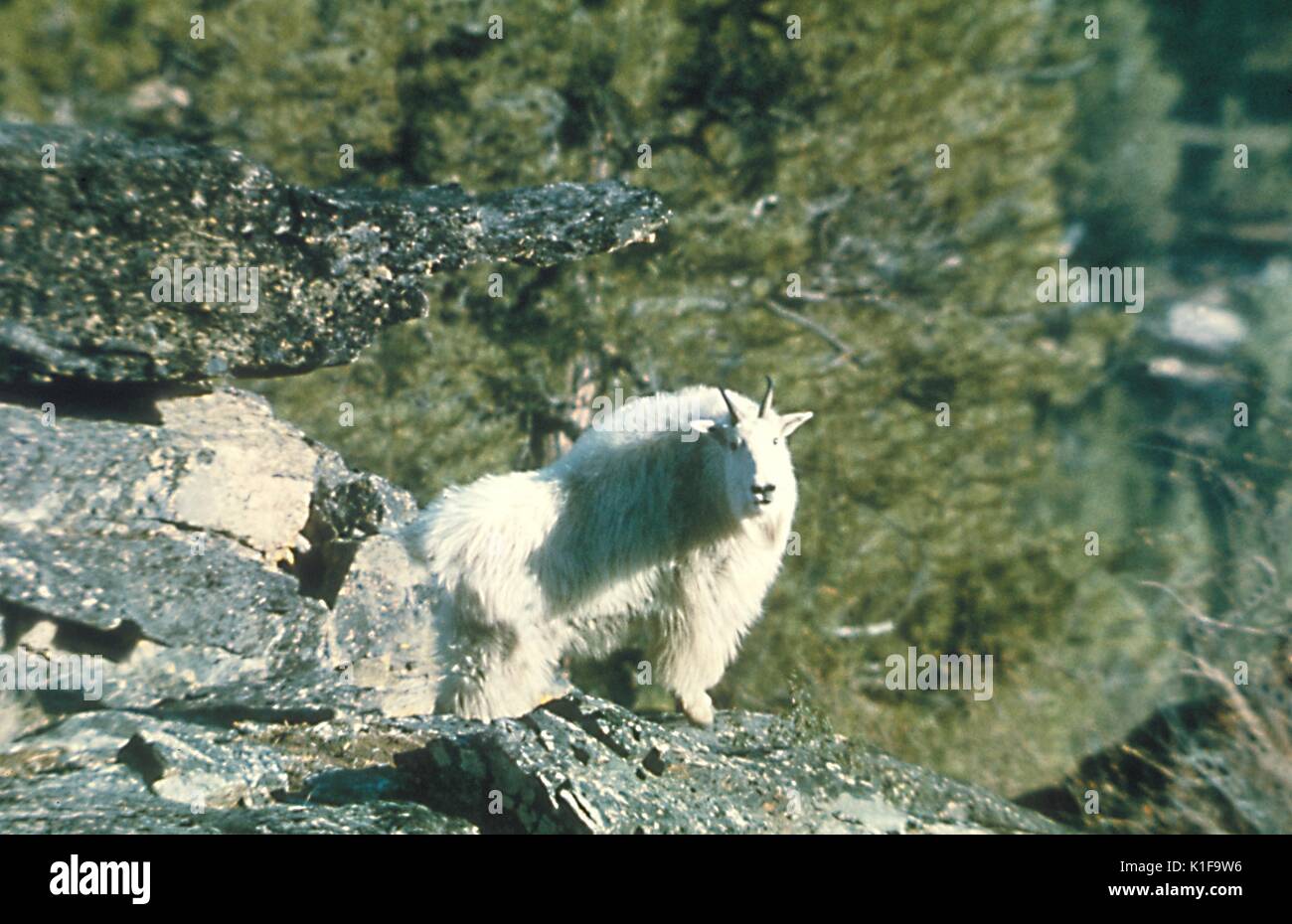 Colorado tick fever vector hi-res stock photography and images - Alamy