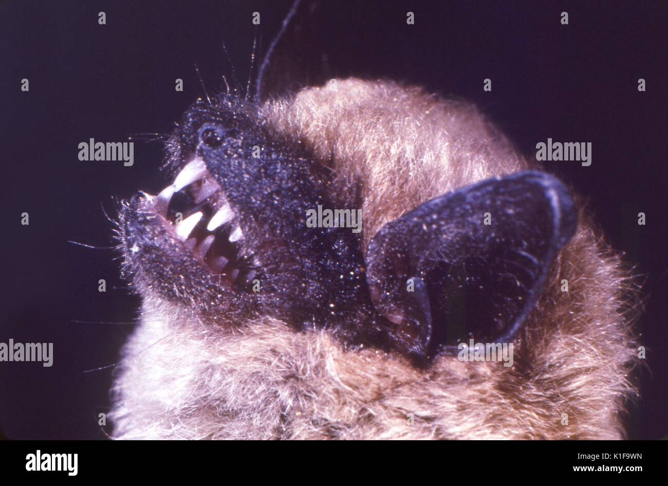 Image courtesy cdc dr hi-res stock photography and images - Alamy