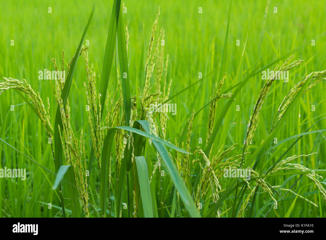 Green rice in Cultivated Agricultural Field Early Stage of Farming ...