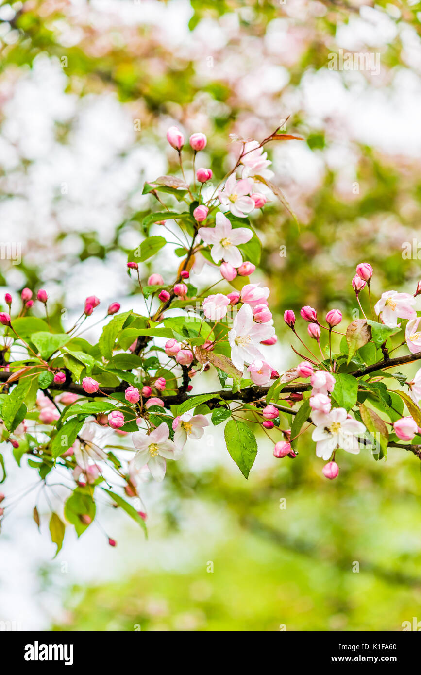 Light pink cherry blossoms with bokeh and rain drops on leaves Stock ...