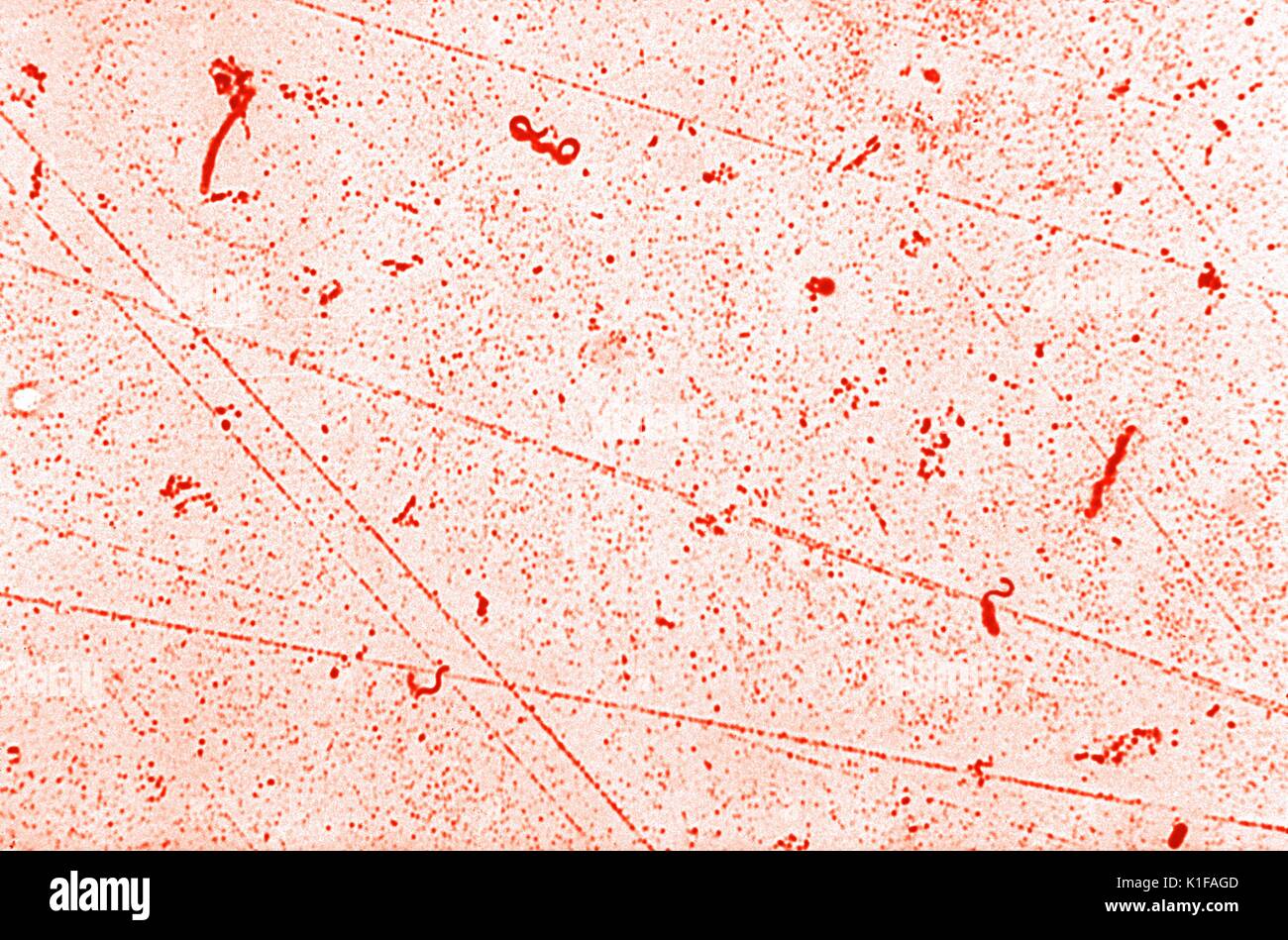 Campylobacter High Resolution Stock Photography and Images - Alamy