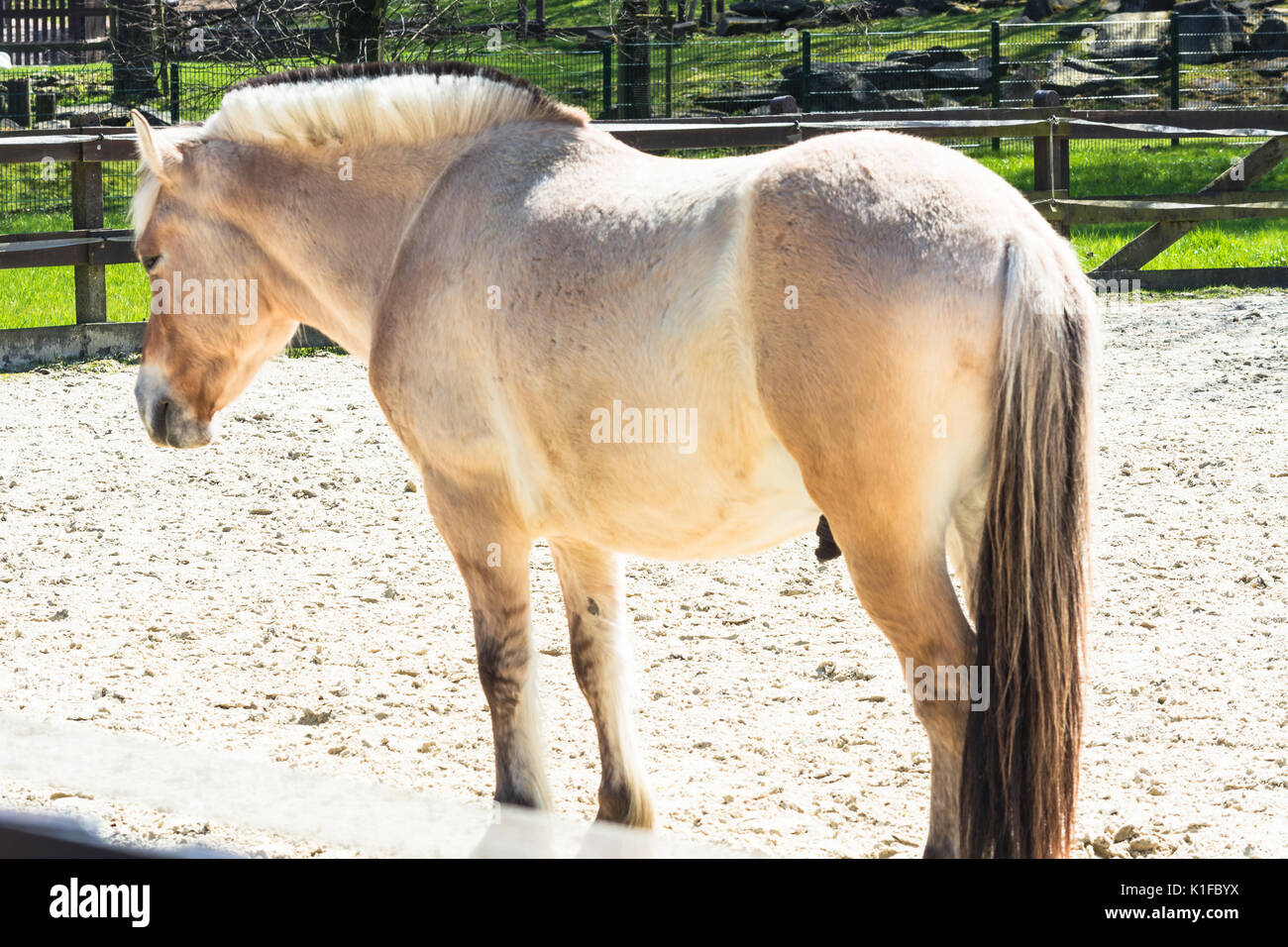 Small white horse, pony a paddock Stock Photo - Alamy