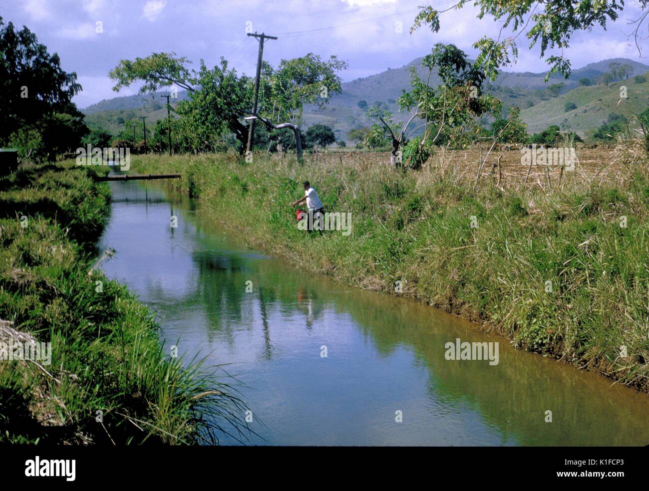 Puerto Rican seeding stream with Marisa snails for control of ...
