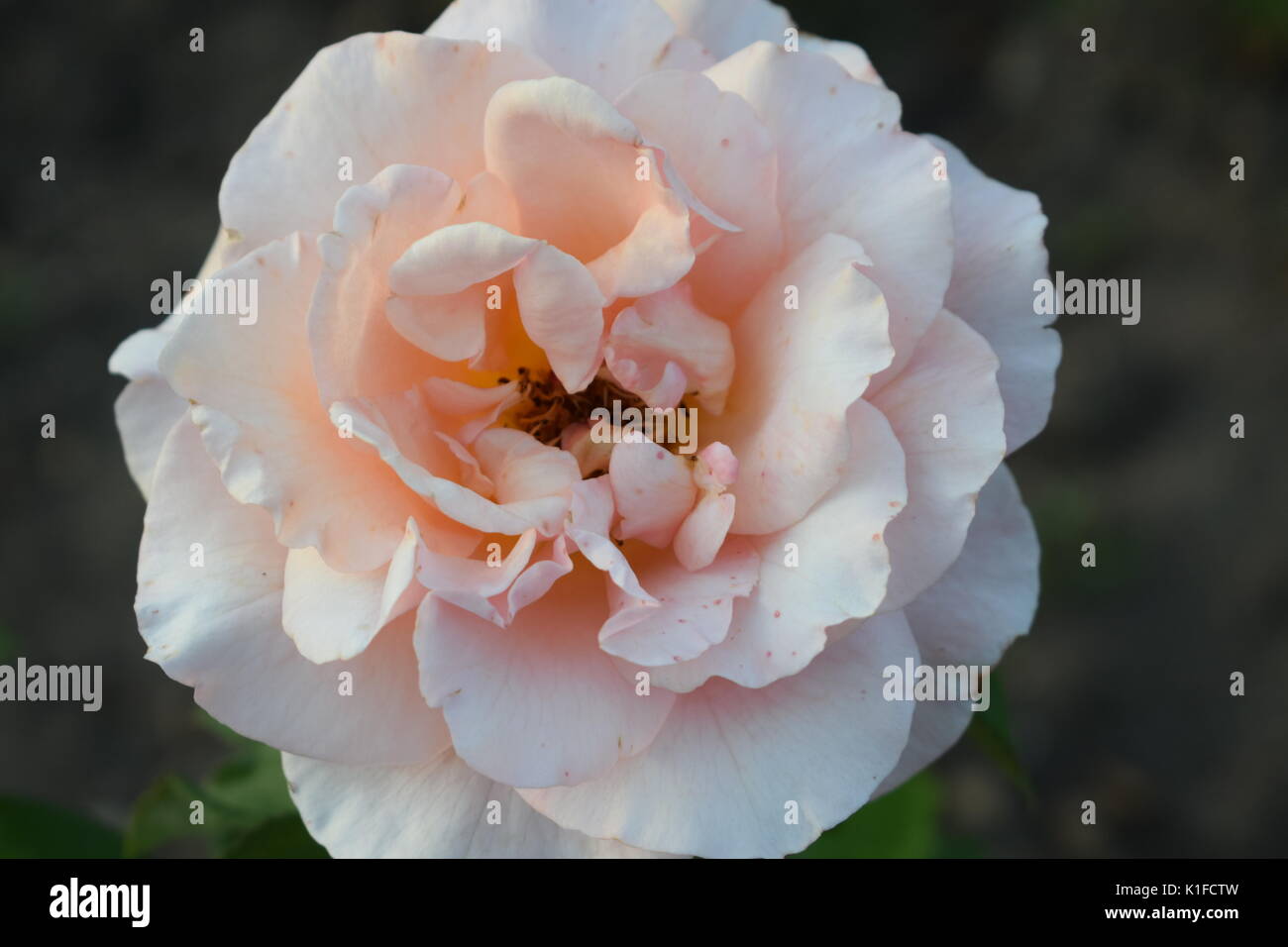 Pretty pink rose in garden with green leaves background Stock Photo - Alamy