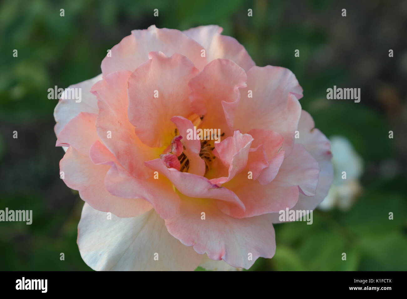 Pretty pink rose in garden with green leaves background Stock Photo - Alamy