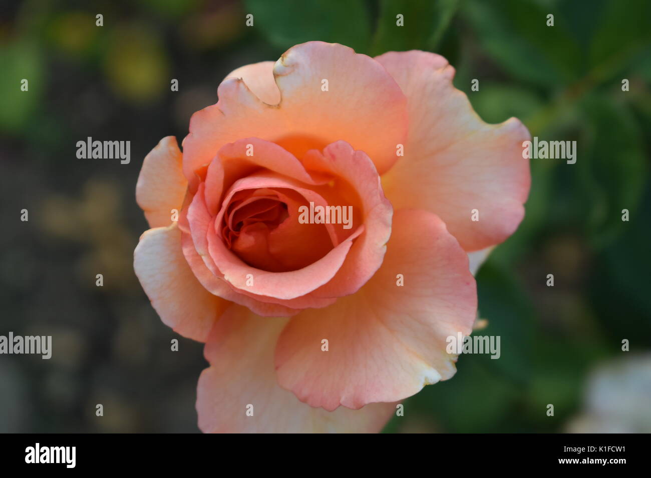 Pretty pink rose in garden with green leaves background Stock Photo - Alamy