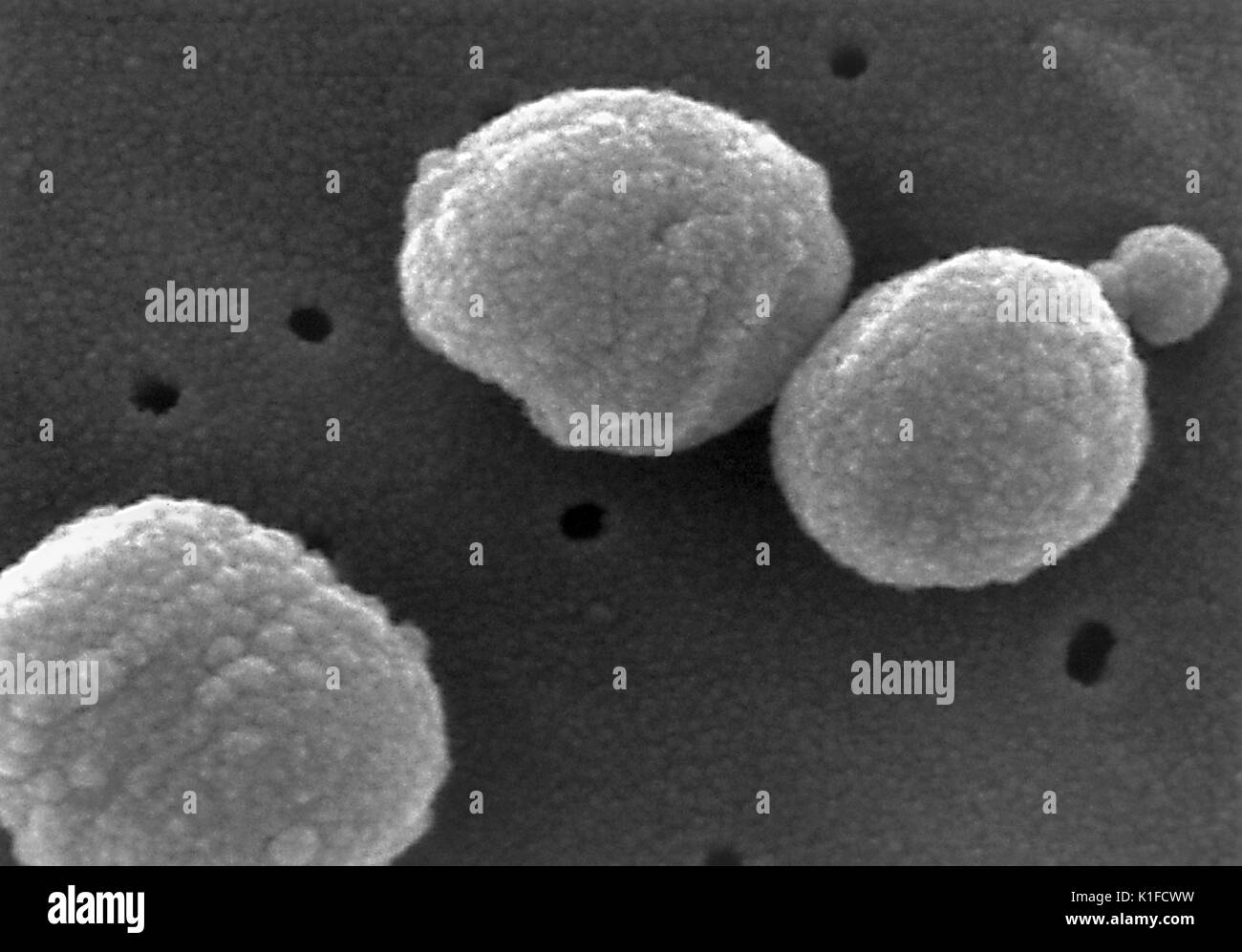 Streptococcus pneumoniae bacteria hi-res stock photography and images ...