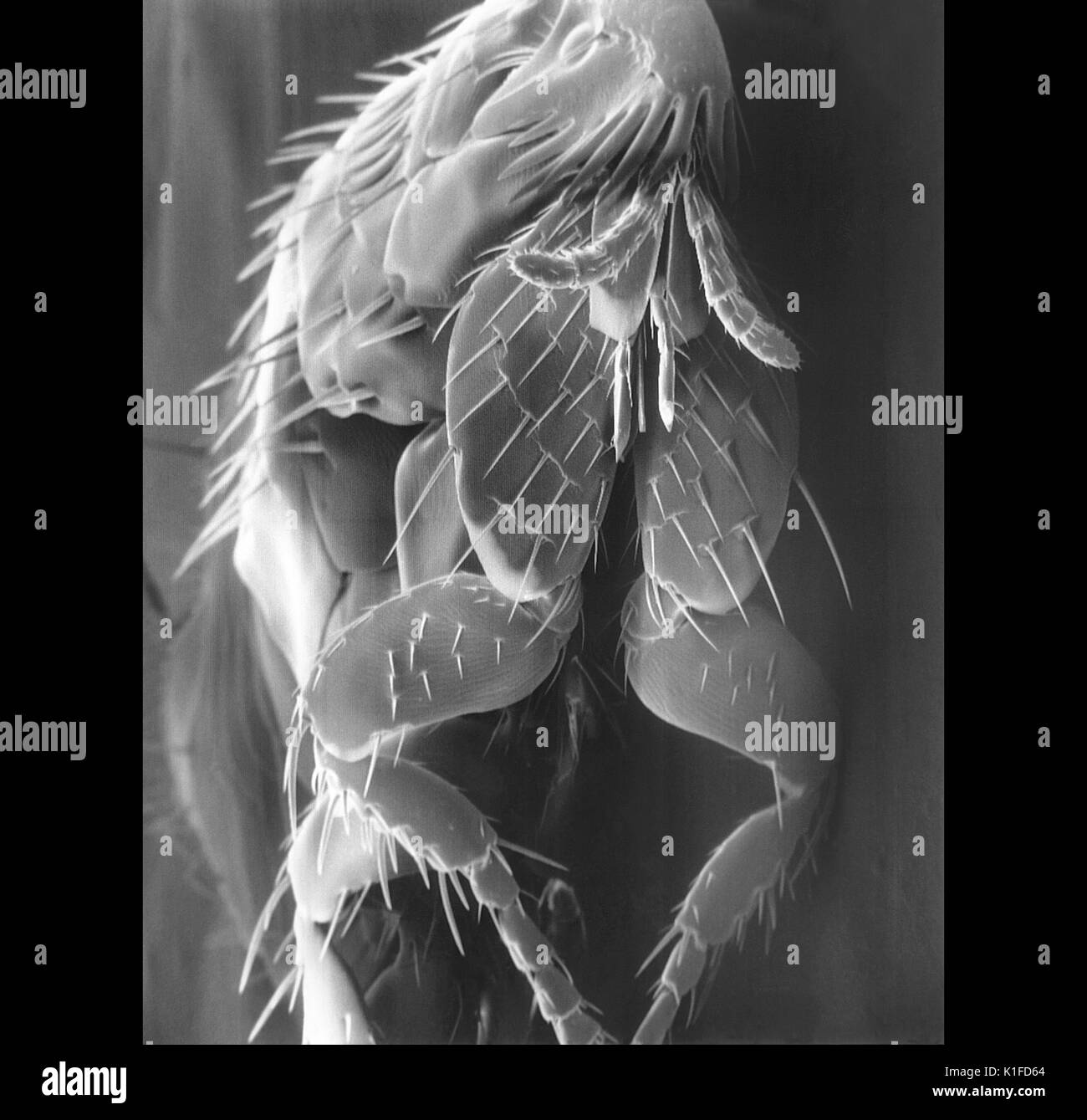 Scanning electron micrograph (SEM) of a parasitic flea. Image courtesy ...