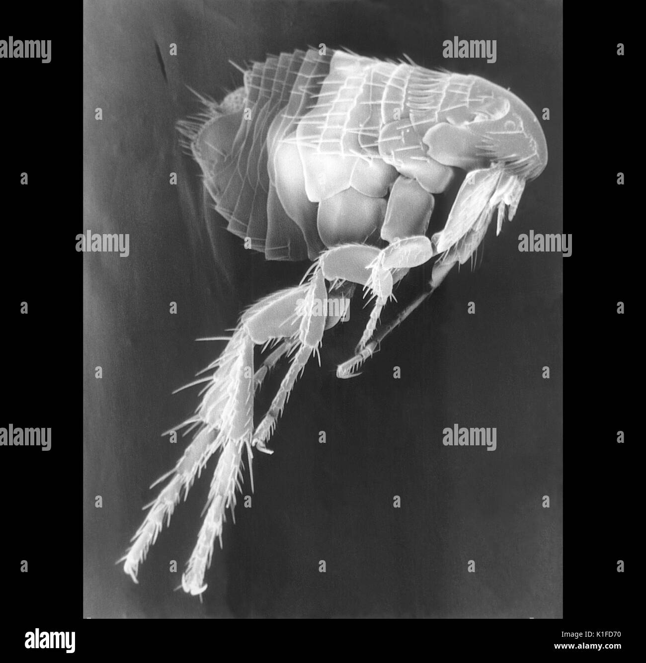 Scanning electron micrograph (SEM) of a parasitic flea. See PHIL 11436 ...