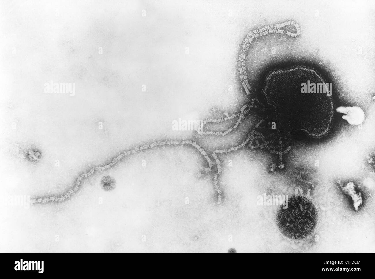 Transmission electron micrograph (TEM) of parainfluenza virus. Image ...