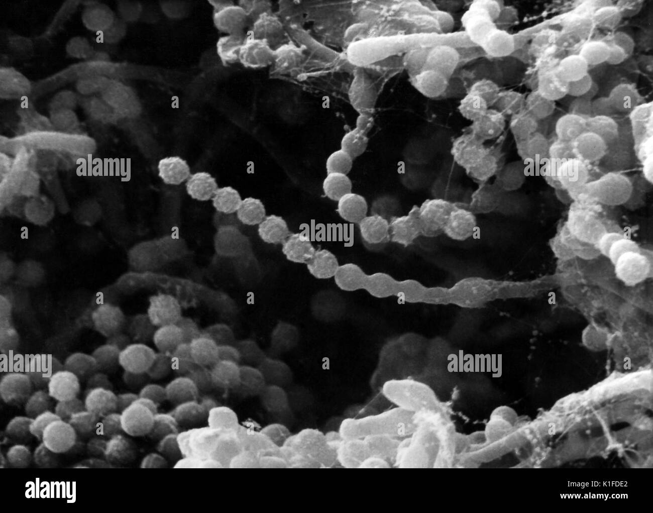 Scanning electron micrograph of Paecilomyces variotii fungal organisms ...