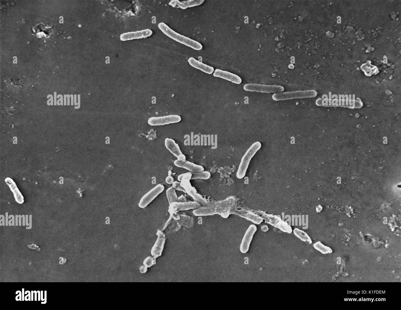 Scanning electron micrograph (SEM) of Pseudomonas aeruginosa Stock ... Scanning electron micrograph (SEM) of Pseudomonas aeruginosa Stock ...
