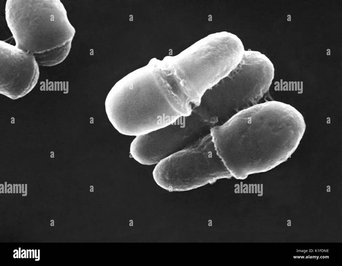 Fungal organisms hi-res stock photography and images - Alamy