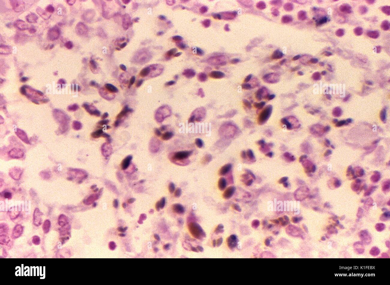 Hamazaki wesenberg bodies hi-res stock photography and images - Alamy