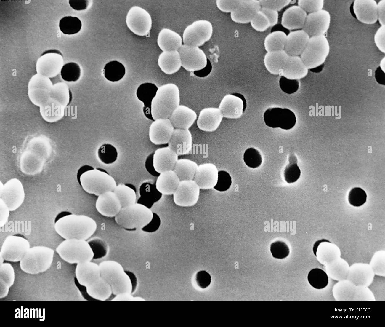 Enterococcus Species