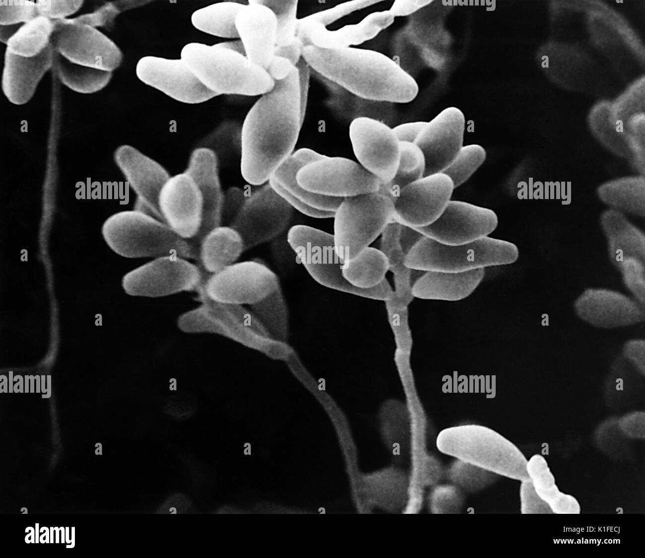 Curvularia geniculata hi-res stock photography and images - Alamy