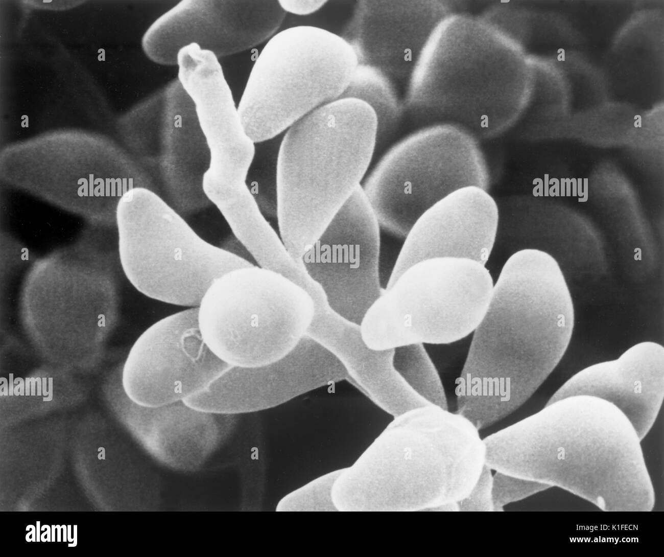 Curvularia hi-res stock photography and images - Alamy