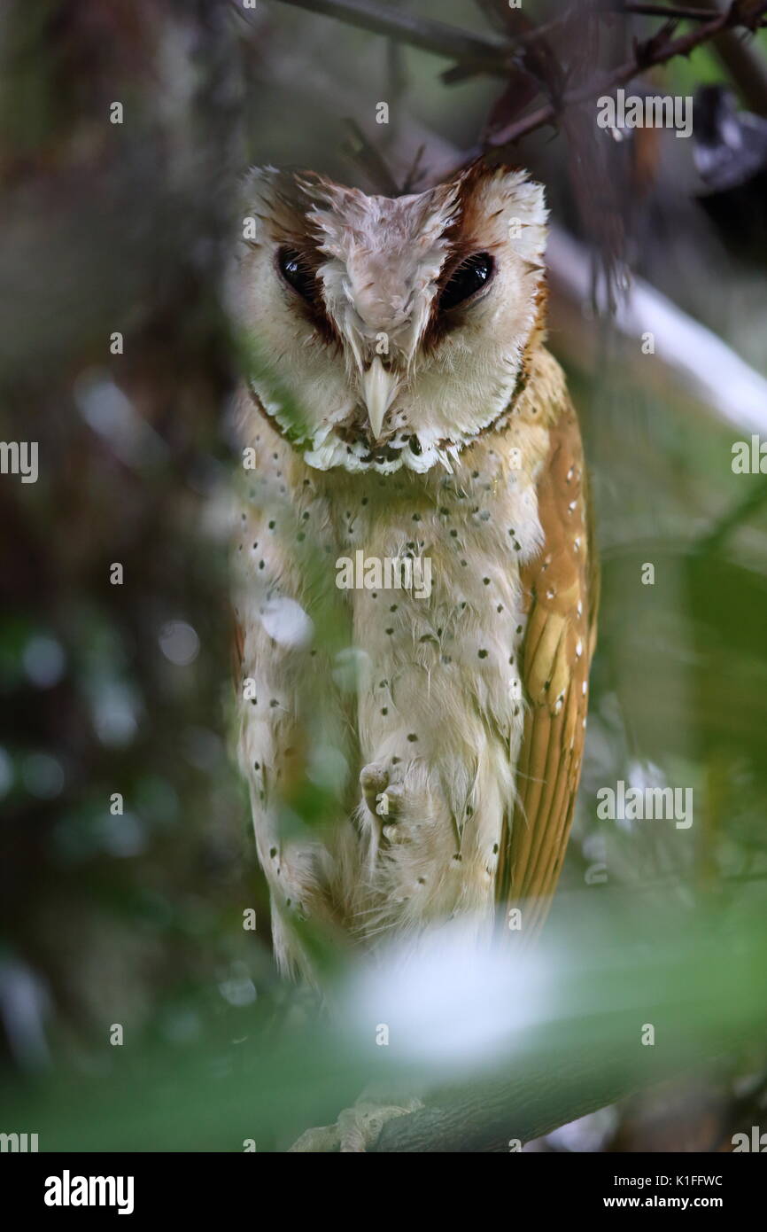 Oriental bay owl hi-res stock photography and images - Alamy