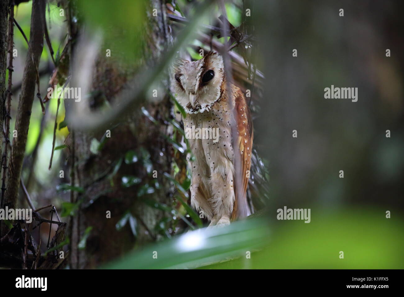 Oriental bay owl (Phodilus badius) in Khao Yai National Park, Thailand ...