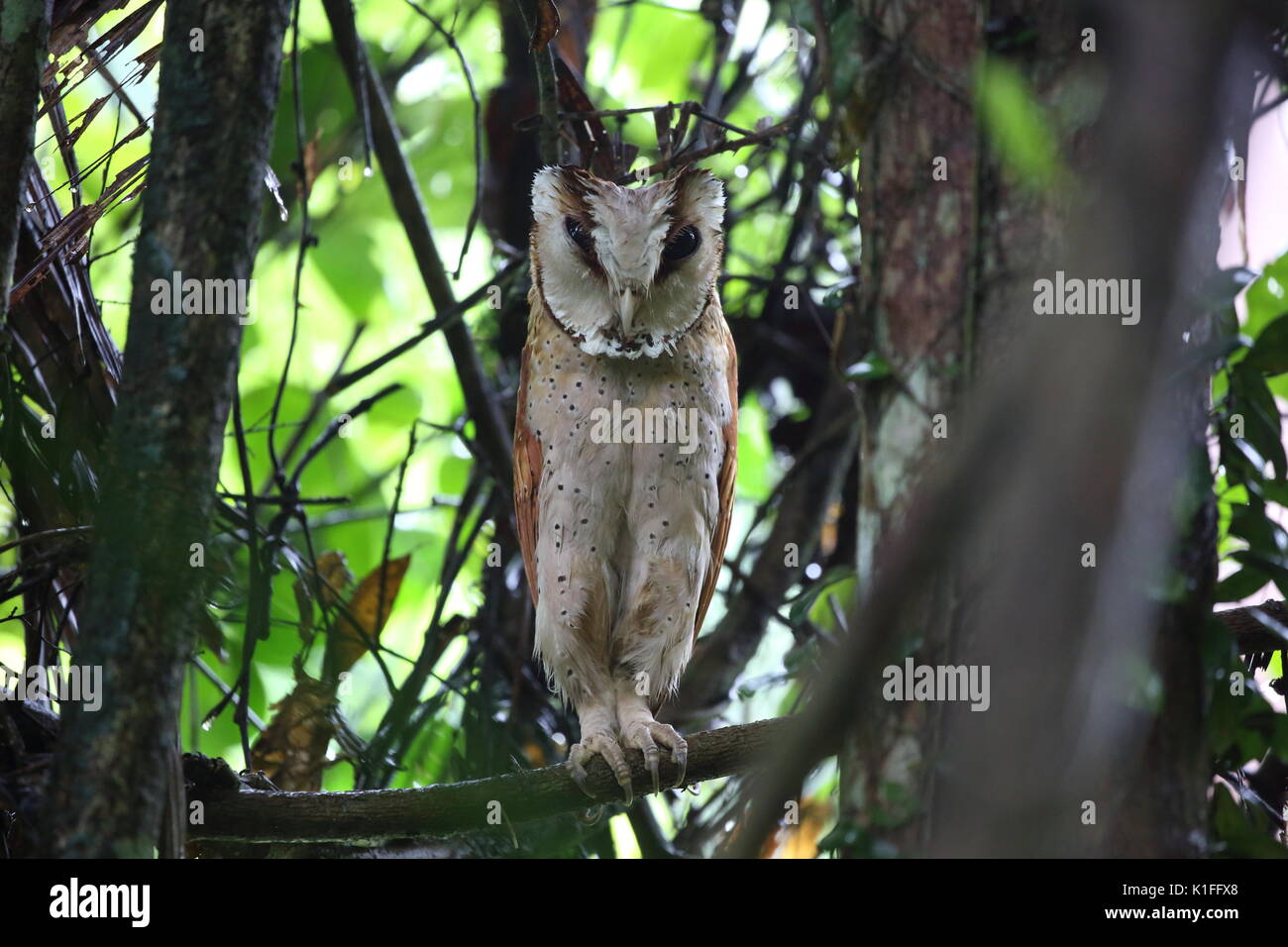 Oriental bay owl (Phodilus badius) in Khao Yai National Park, Thailand ...