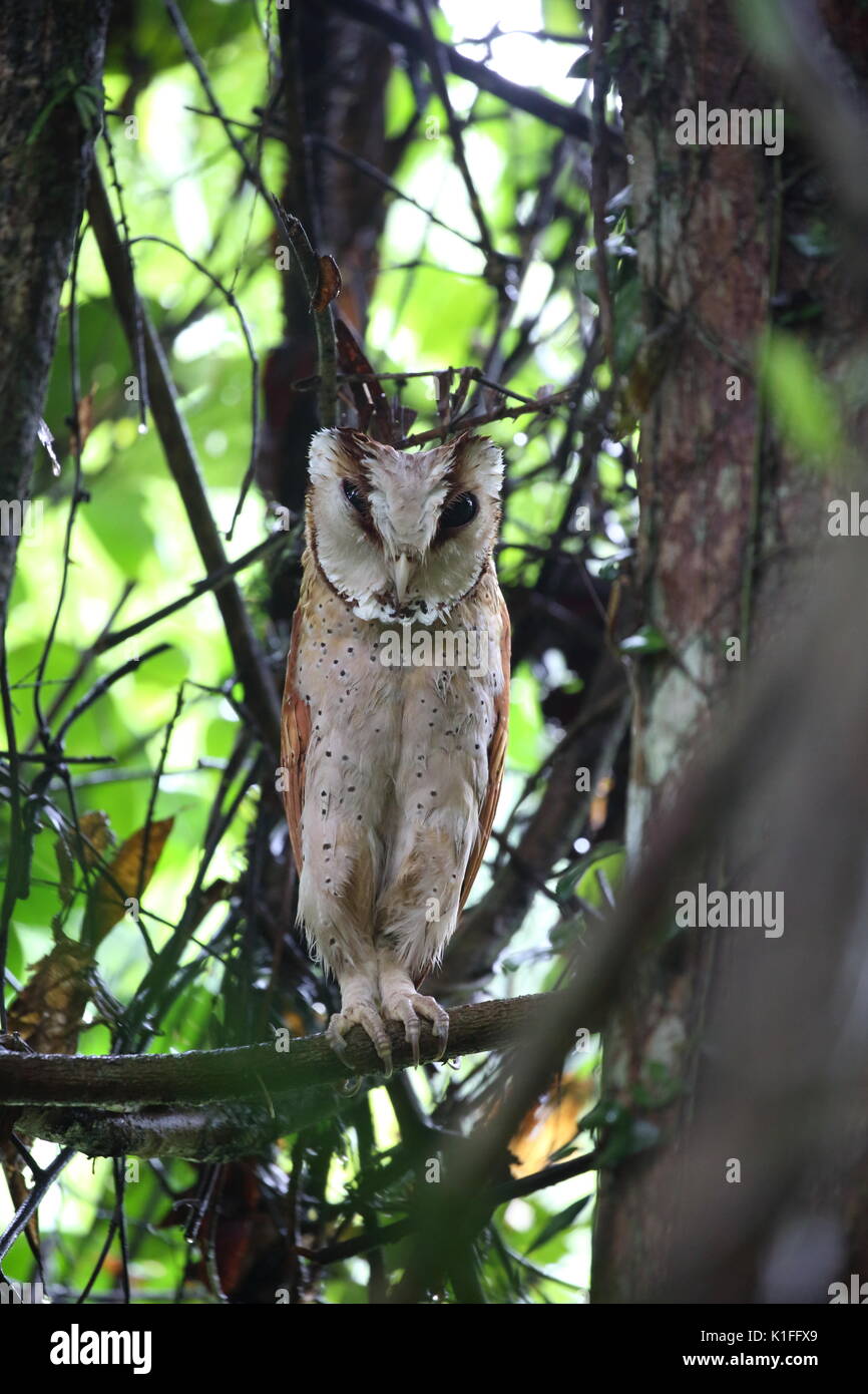 Oriental bay owl (Phodilus badius) in Khao Yai National Park, Thailand ...