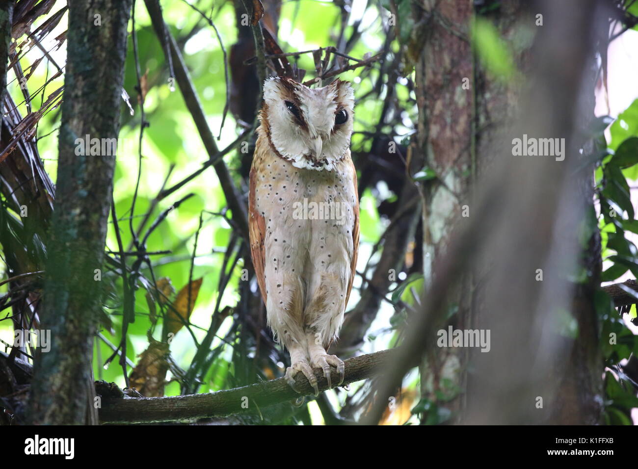 Oriental bay owl (Phodilus badius) in Khao Yai National Park, Thailand ...