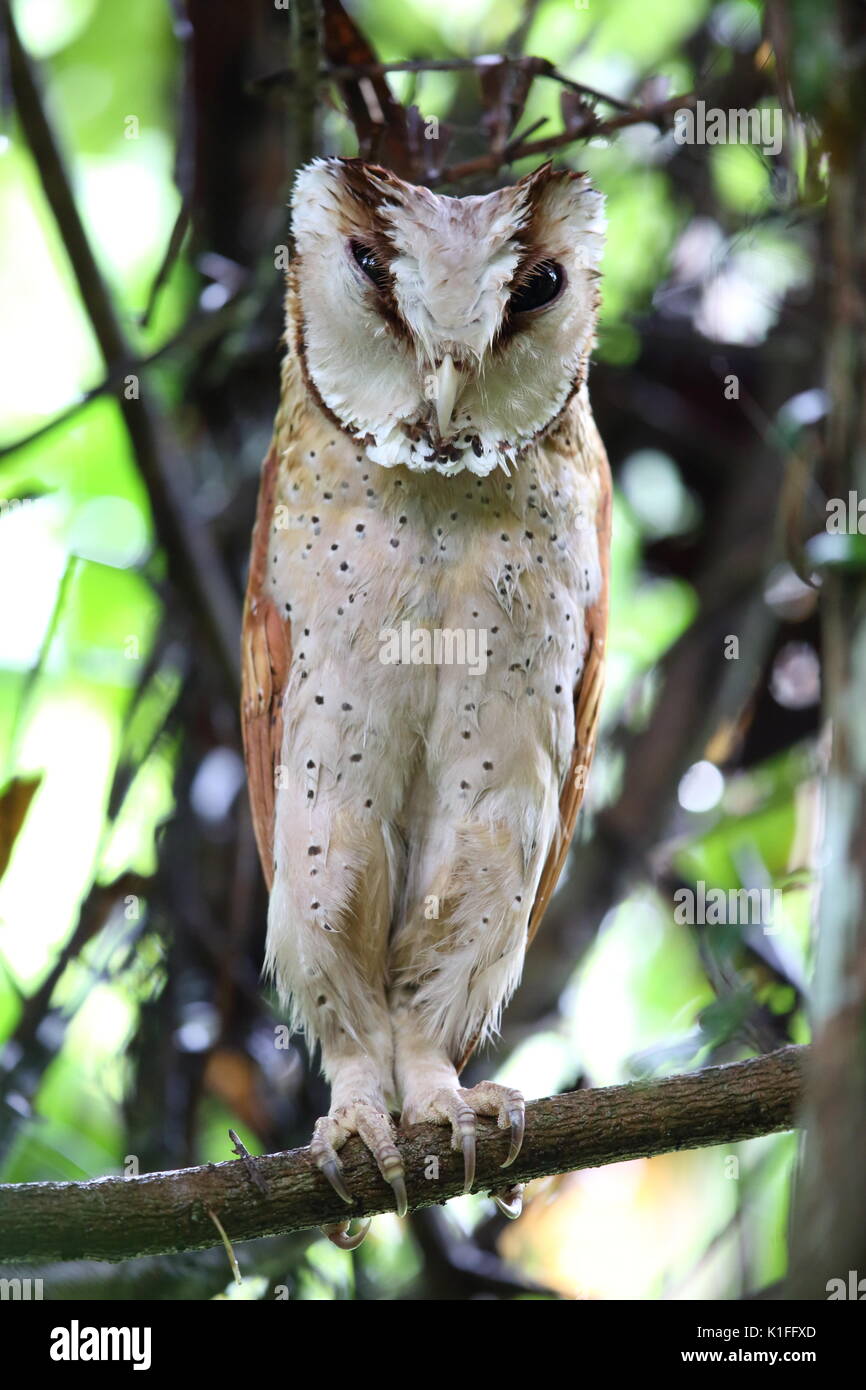 Oriental bay owl hi-res stock photography and images - Alamy