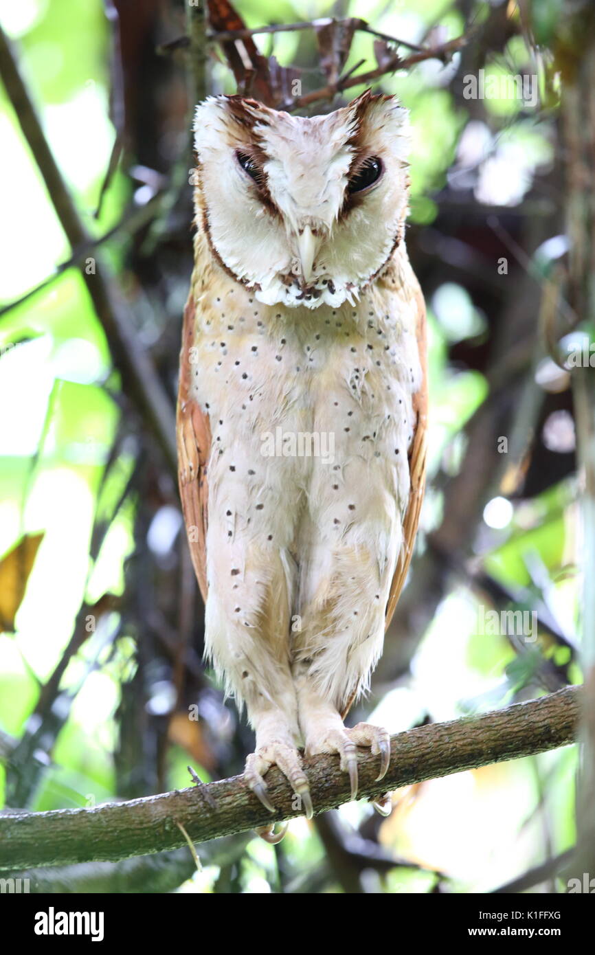 Oriental bay owl (Phodilus badius) in Khao Yai National Park, Thailand ...
