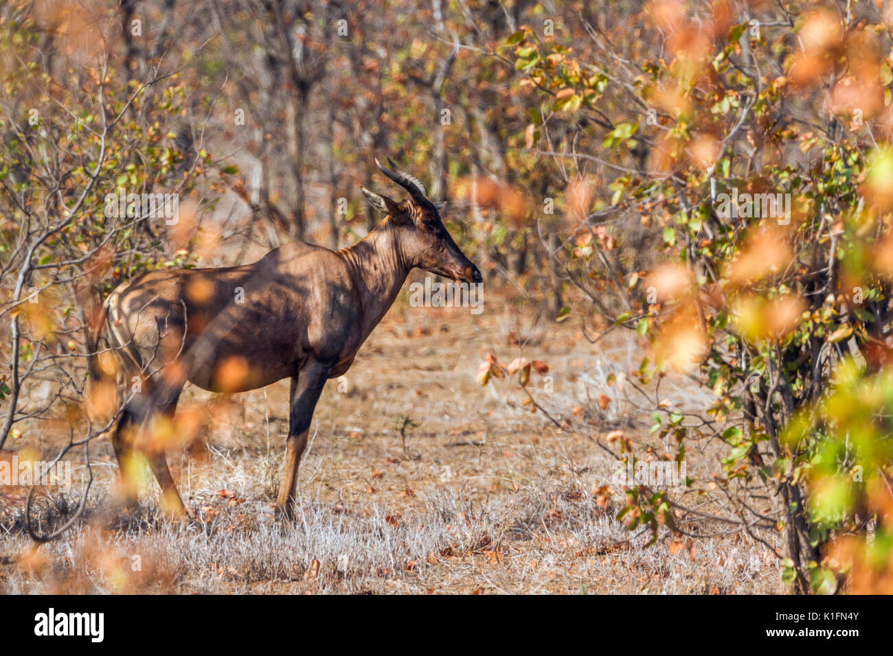 Tsessebe antelope hi-res stock photography and images - Alamy