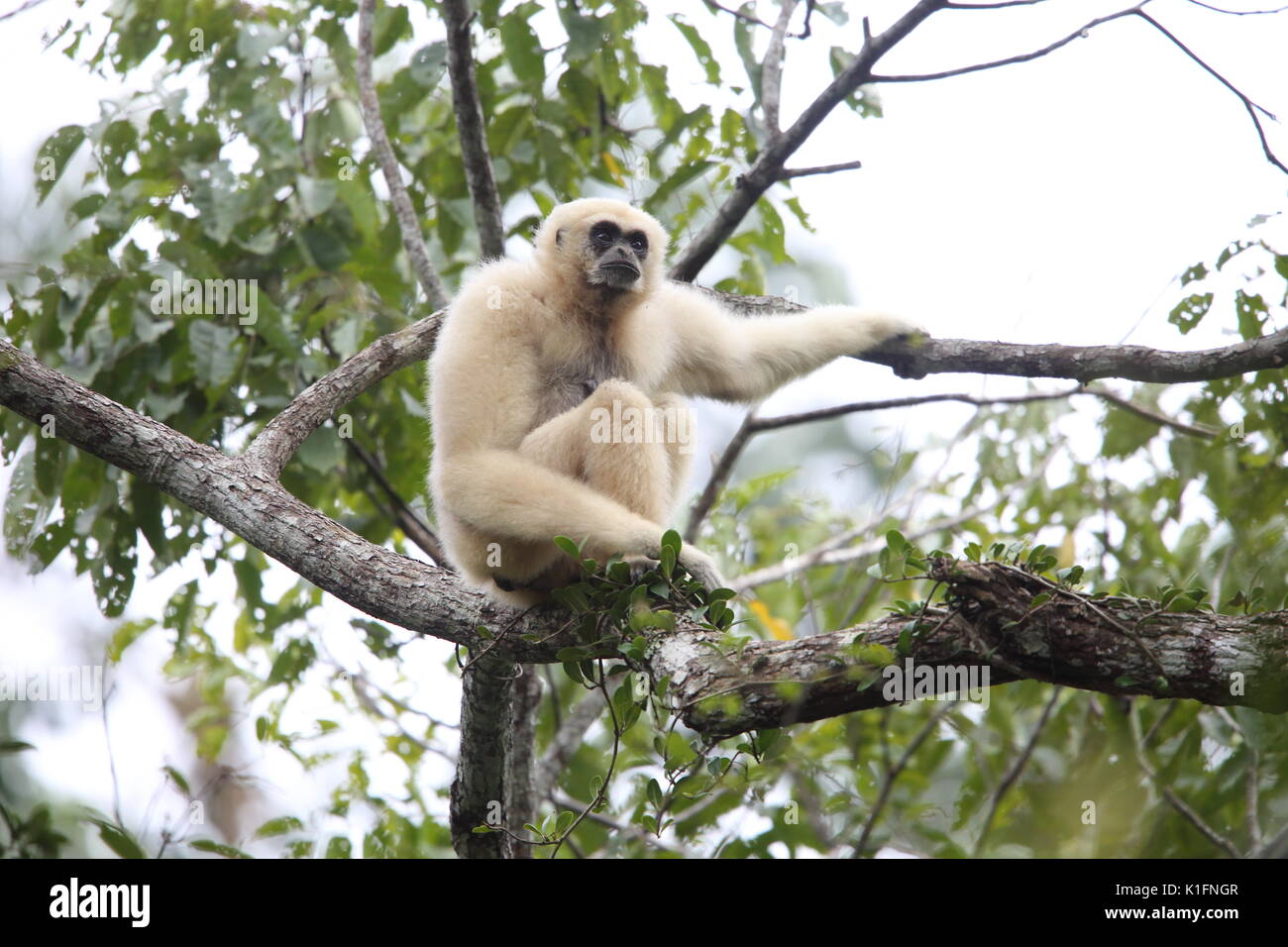 Lar gibbon or white-handed gibbon (Hylobates lar) in Khao Yai National ...